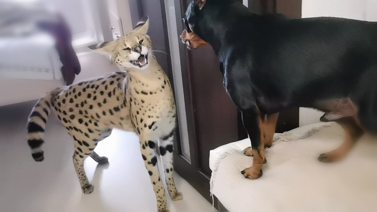 Serval And Pincher Sort Things Out Serval Meows Youtube