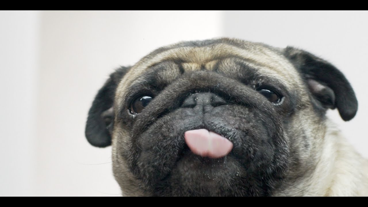 Dog Licking Screen Live Wallpaper At Joan Currie Blog