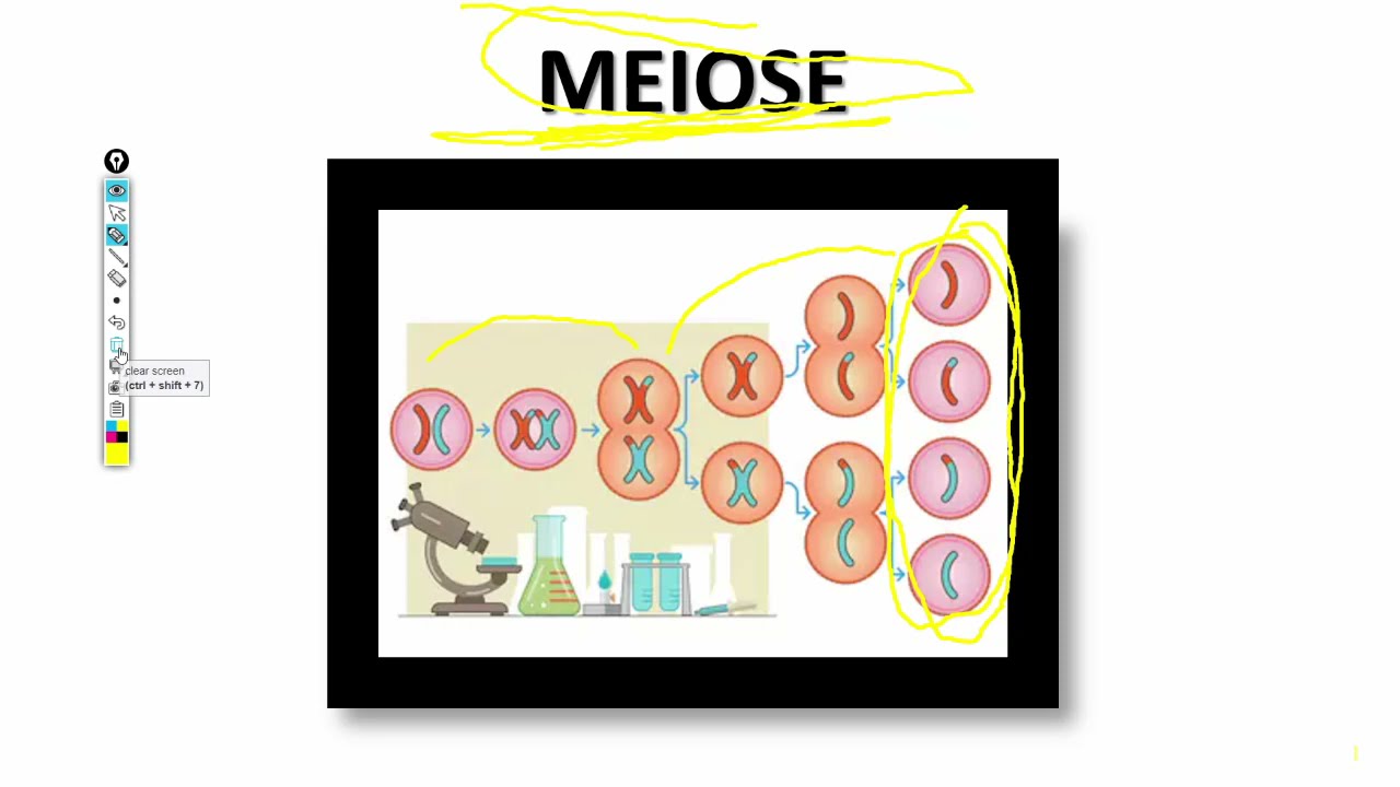 Lewenswetenskappe Gr12 Meiose Les1 Youtube