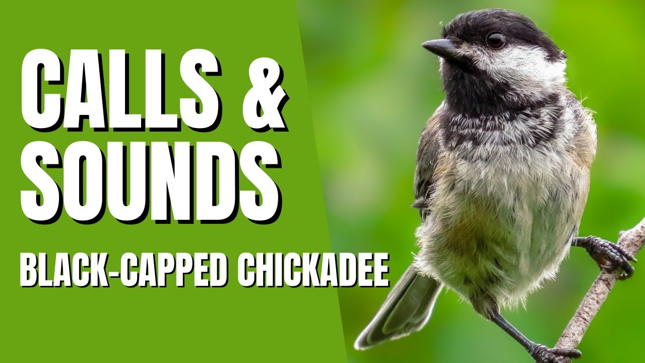 Black Capped Chickadee Calls Song And Sounds Fee Bee Call Dee Dee