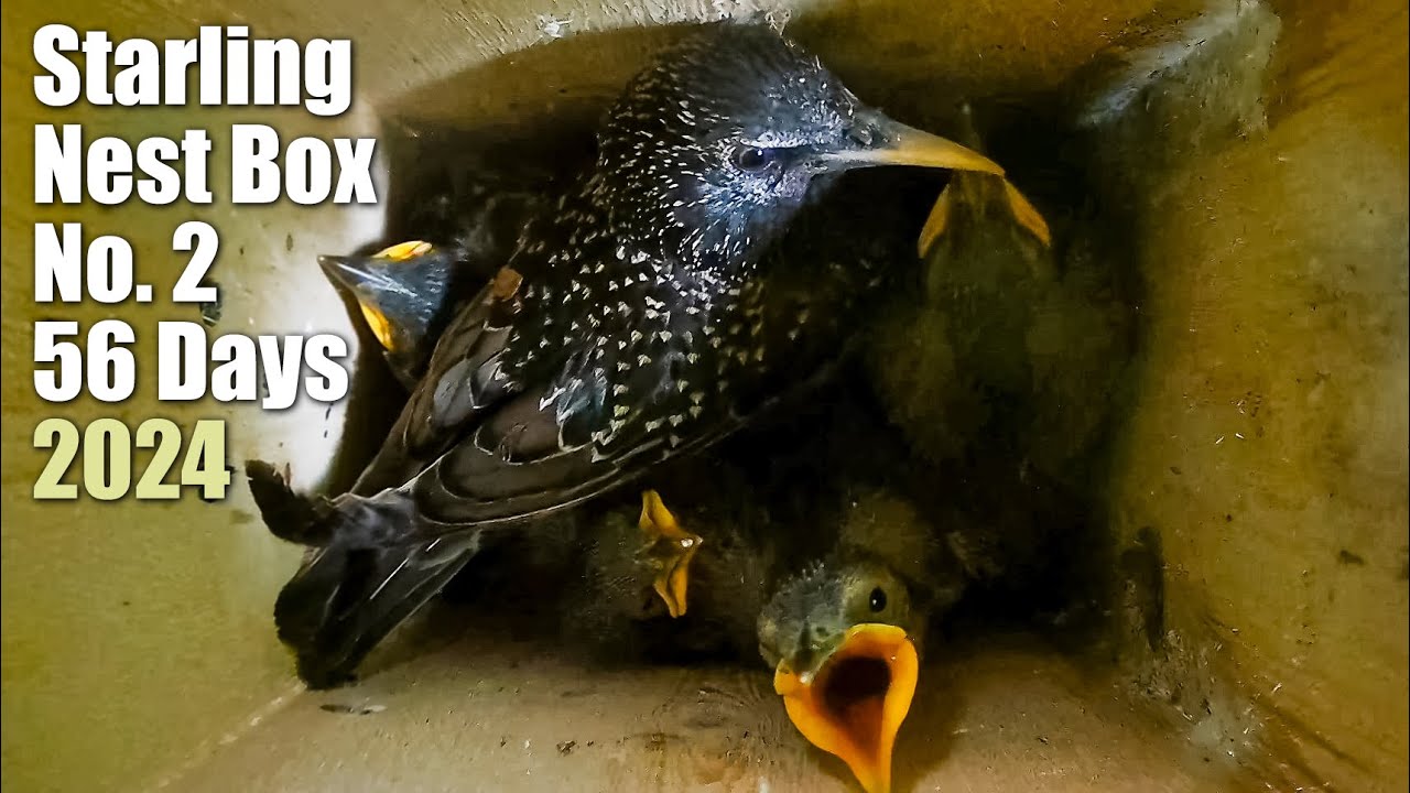 Starling Nest Box No 2 56 Days Four Chicks Successfully Fledged