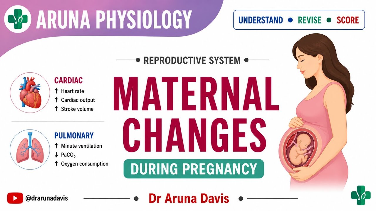 Maternal Changes In Pregnancy Mbbs First Year Physiology Youtube
