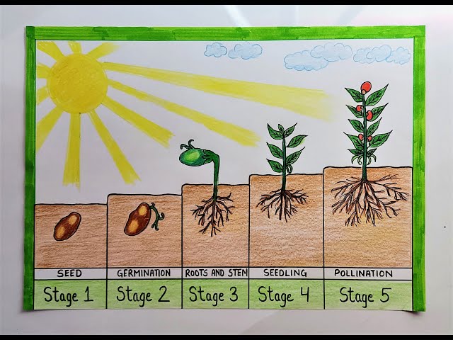 Plant Life Cycle Diagram Drawing Step By Step L How To Draw Seed