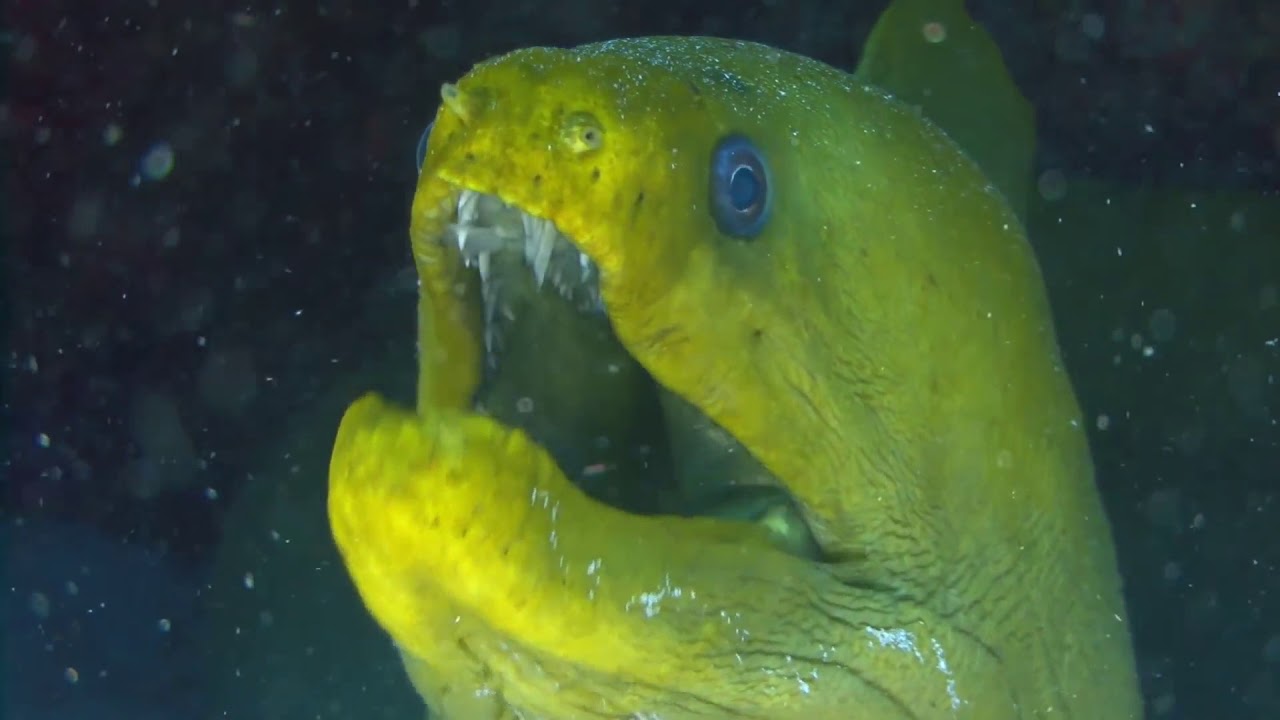 Stunning Aquarium The Best Relax Music 2 Hours Sleep Music Hd 1080p