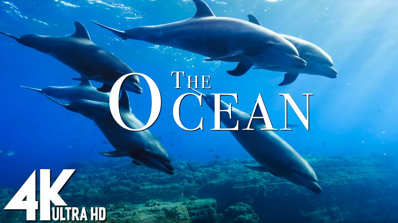 рџњљ 3 Hours Of 4k Underwater Wonders Coral Reefs Colorful Sea Life