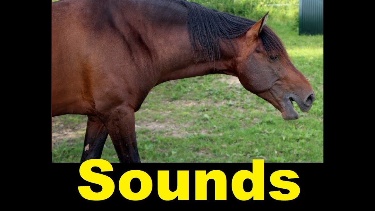 Horse Whinny Sound Effects All Sounds Youtube