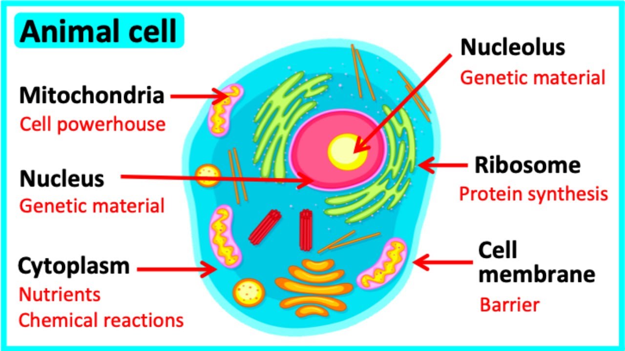 Simple Animal Cell For Kids 5 Fascinating Animal Cell Facts For Kids