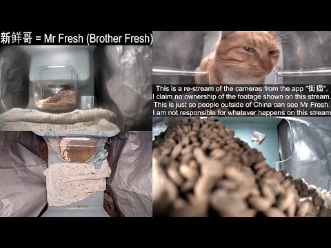 Hello Street Cat Restream Mr Fresh Youtube