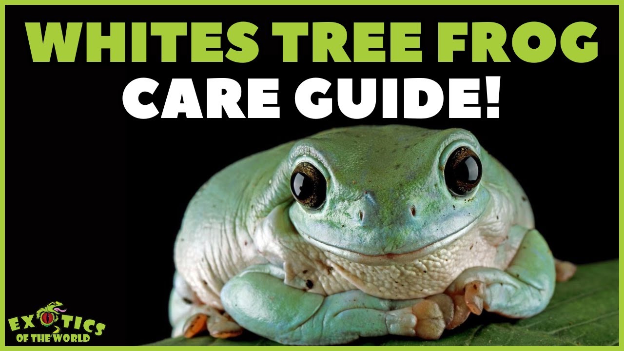 Whites Tree Frog Care Guide How To Take Care Of A Whites Tree Frog