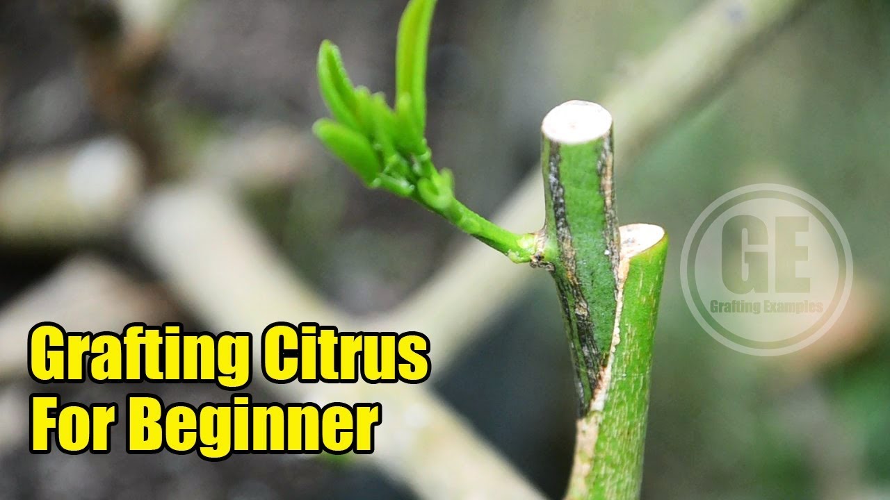 Grafting Citrus Tree For Beginner Showing Result Youtube