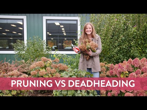 Pruning Vs Deadheading Youtube