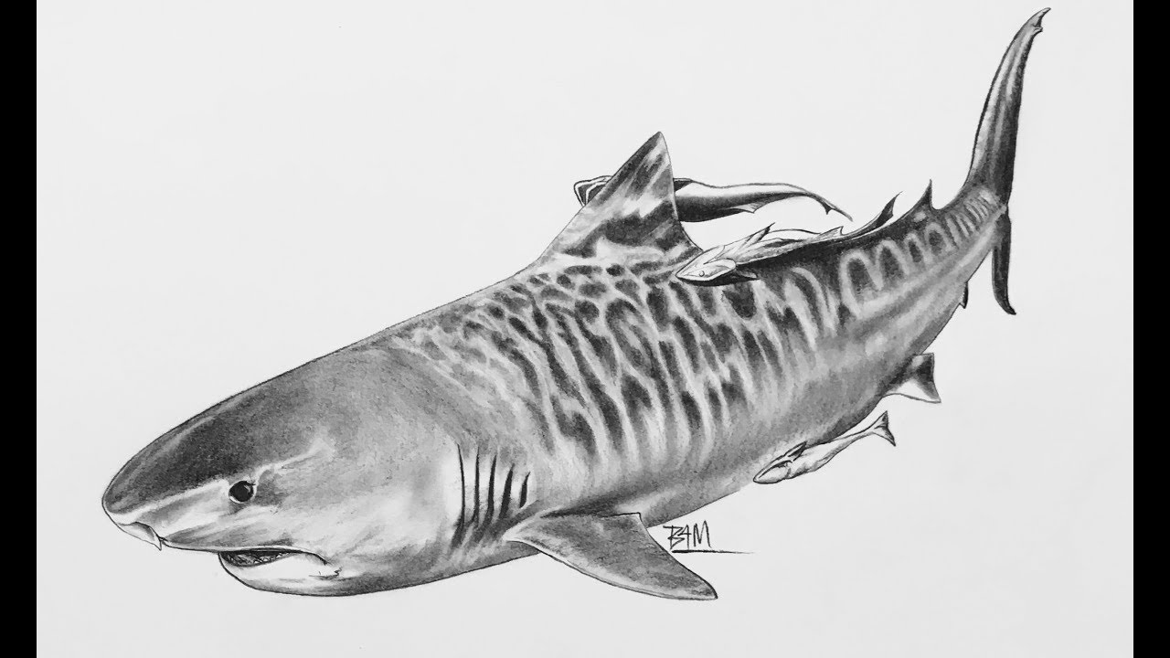 Tiger Shark Drawing In Pencil Oceanic Tiger Fine Art Reproduction A4