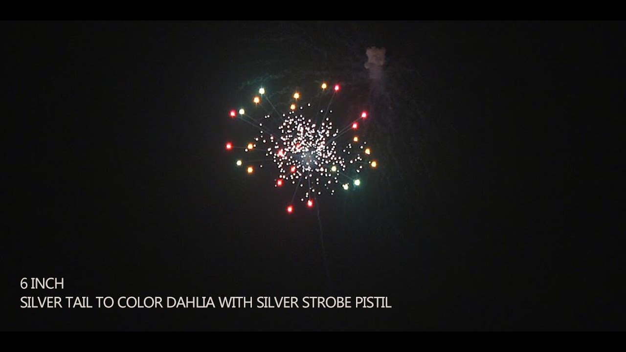 6 Silver Tail To Color Dahlia With Silver Strobe Pistil Youtube