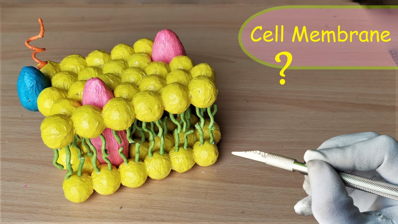 How To Make A Cell Membrane Model At Lee Ramirez Blog