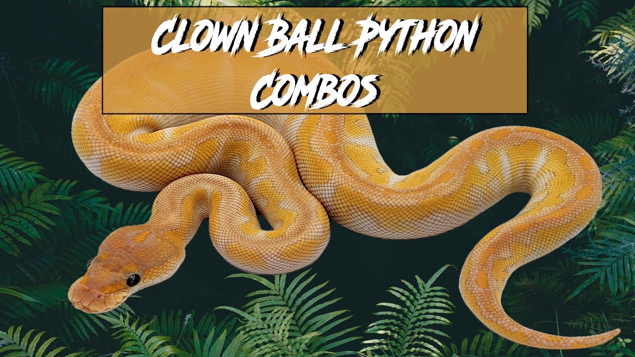 Clown Ball Python Morph Combos Jack S Reptiles Youtube