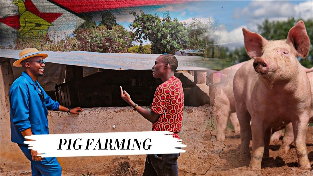 How Two Brothers Became Successful Pig Farmers In Zimbabwe Africa Youtube