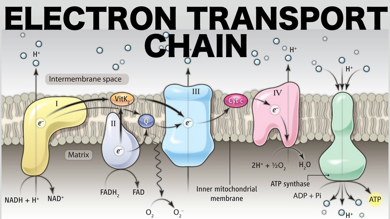 Electron Transport Chain Biology Simple