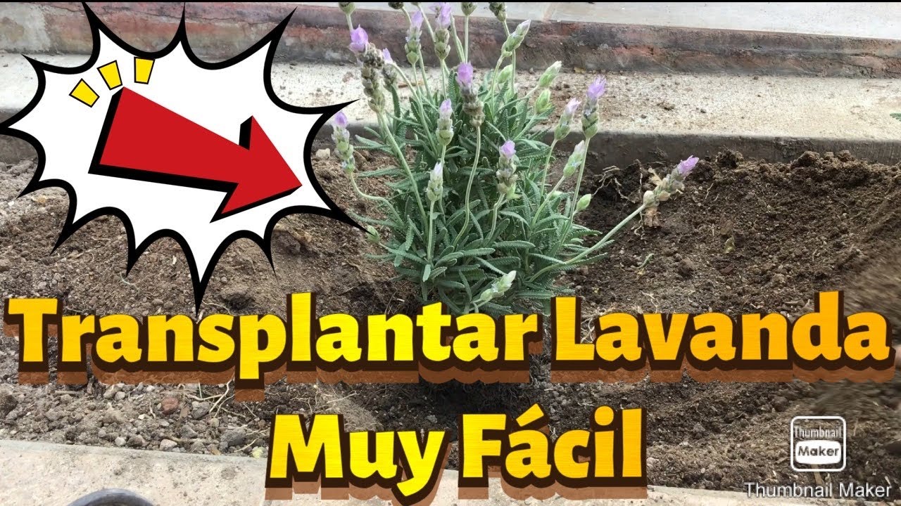 Transplantar Lavanda Súper Fácil El Huerto De Osmar Youtube