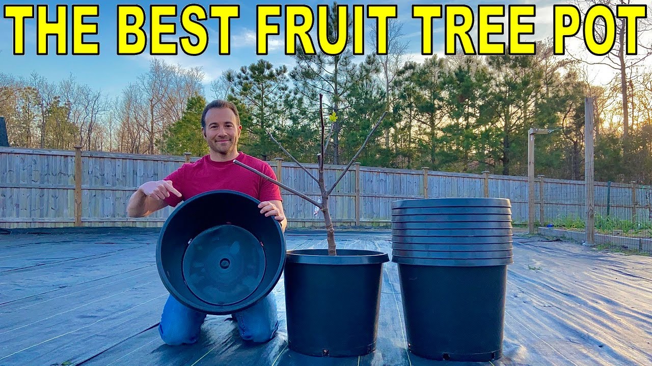 I Found The Perfect Fruit Tree Container Youtube