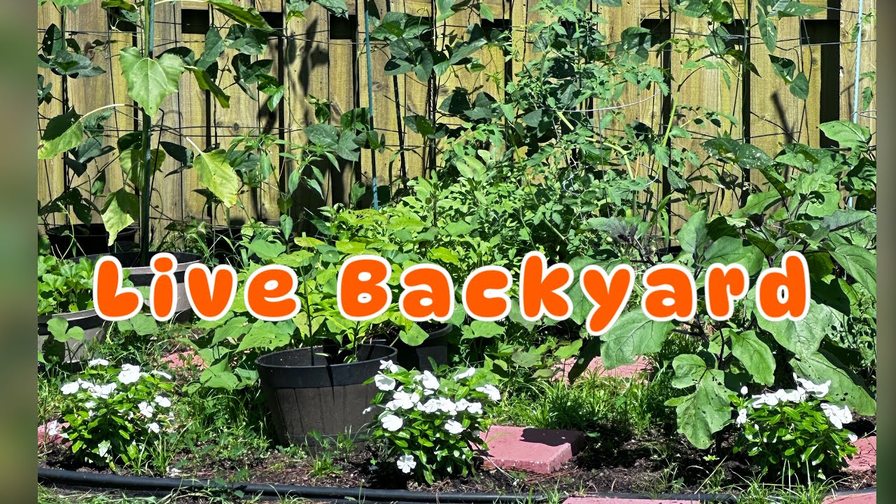 Ginag Cctv Is Live Backyard Activities Youtube