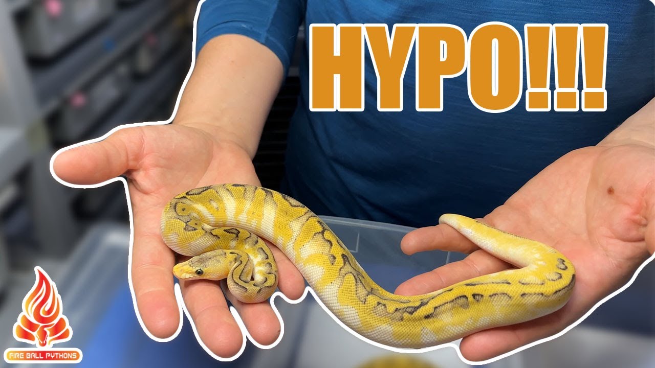 Hypo Holdbacks Pt 1 Ballpython Snakes Eggcutting Youtube