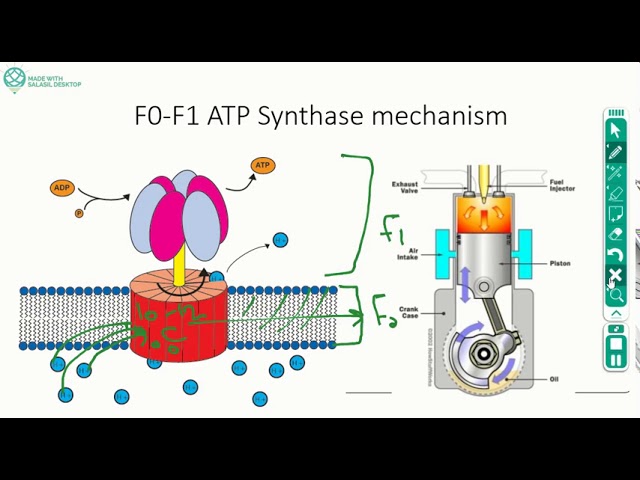 Animacao Atp Sintase Harvard Atp Synthesis Hhmi Biointeractive Video