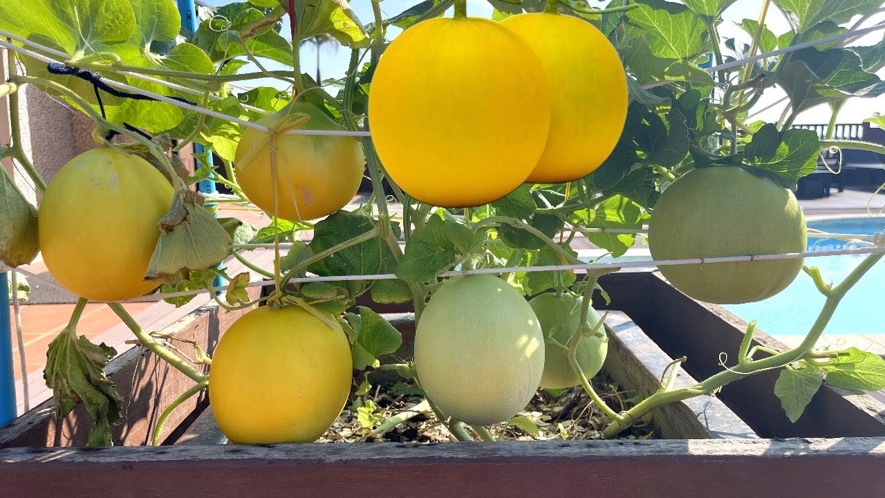 Are Honeydew Melons High In Potassium At Aiden Ligar Blog