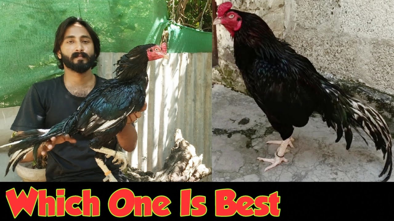 Two Beautiful Breeding Pairs Youtube