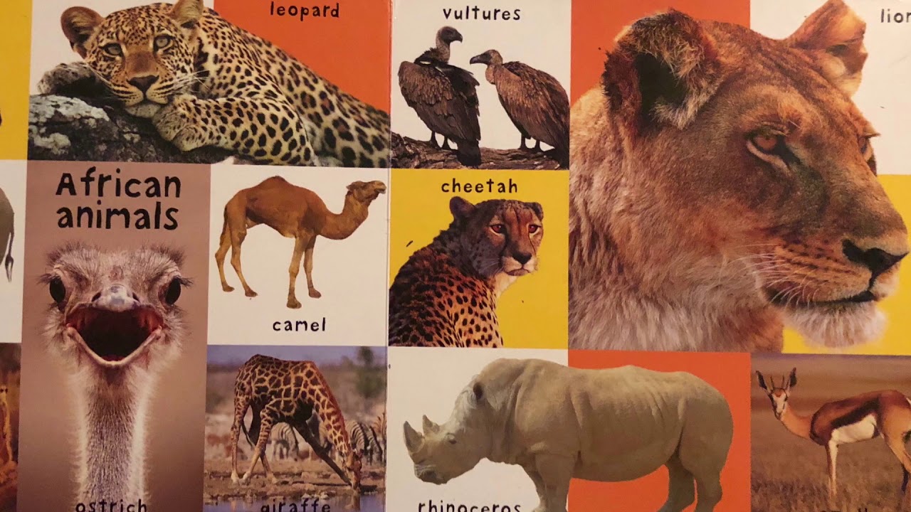Amazing Animals Journeys Read Aloud At Brayden Hervey Blog