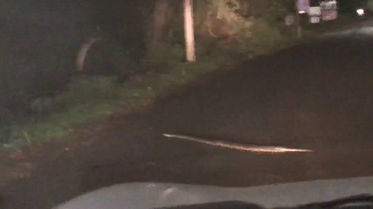 Python Crossing Road Youtube