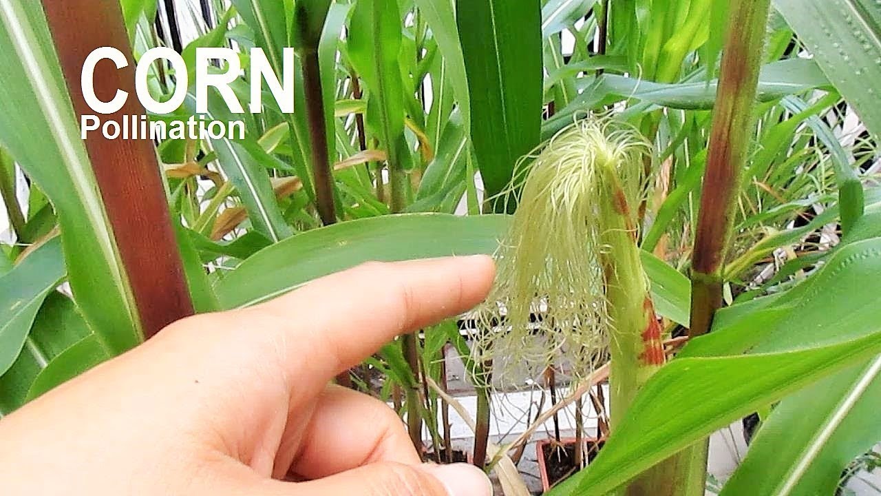 How To Hand Pollinating Corn Youtube