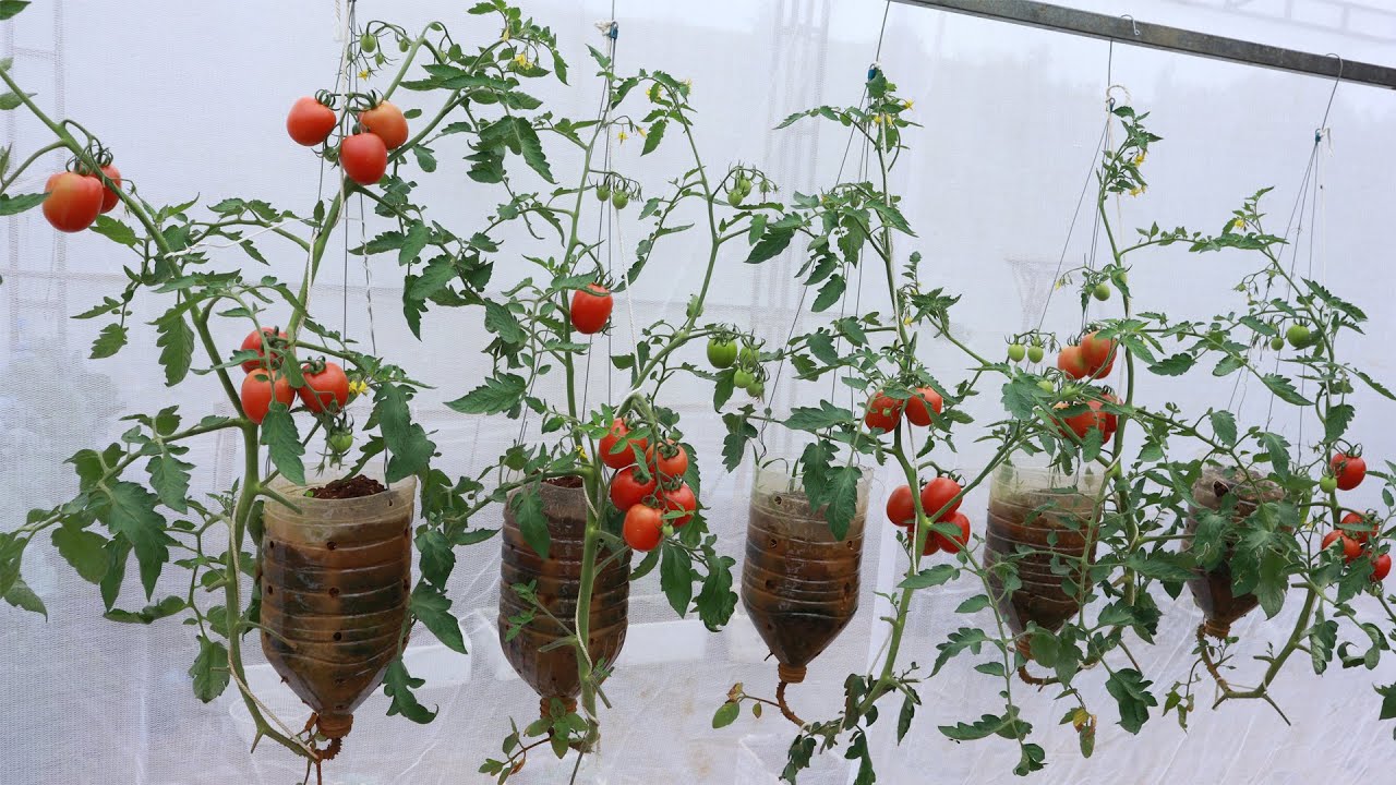 Tomatoes Growing Upside Down At David Desantis Blog