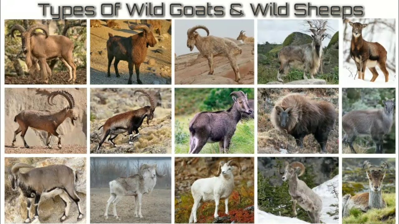 Types Of Wild Goats Wild Sheeps Youtube