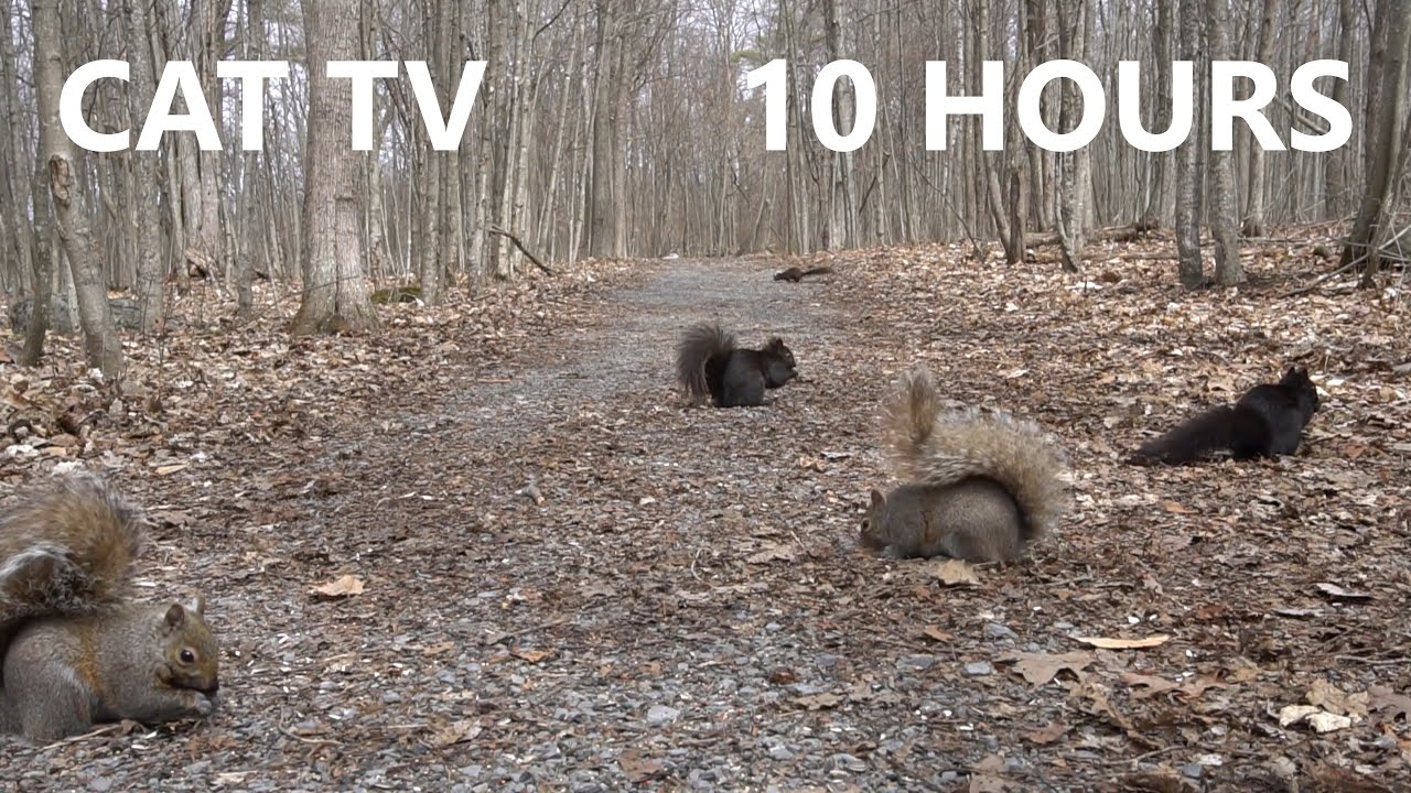 Squirrels On The Trail 10 Hour Cat Tv Apr 17 2023 Youtube