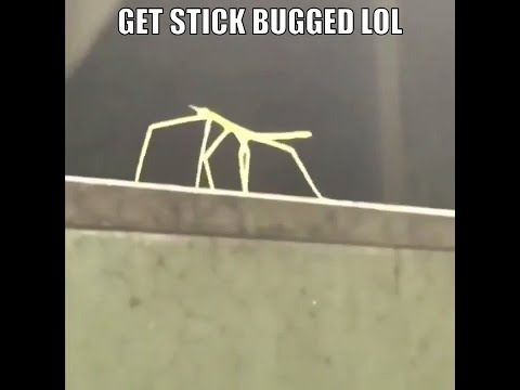 Get Stick Bugged Lol Video Gallery Know Your Meme