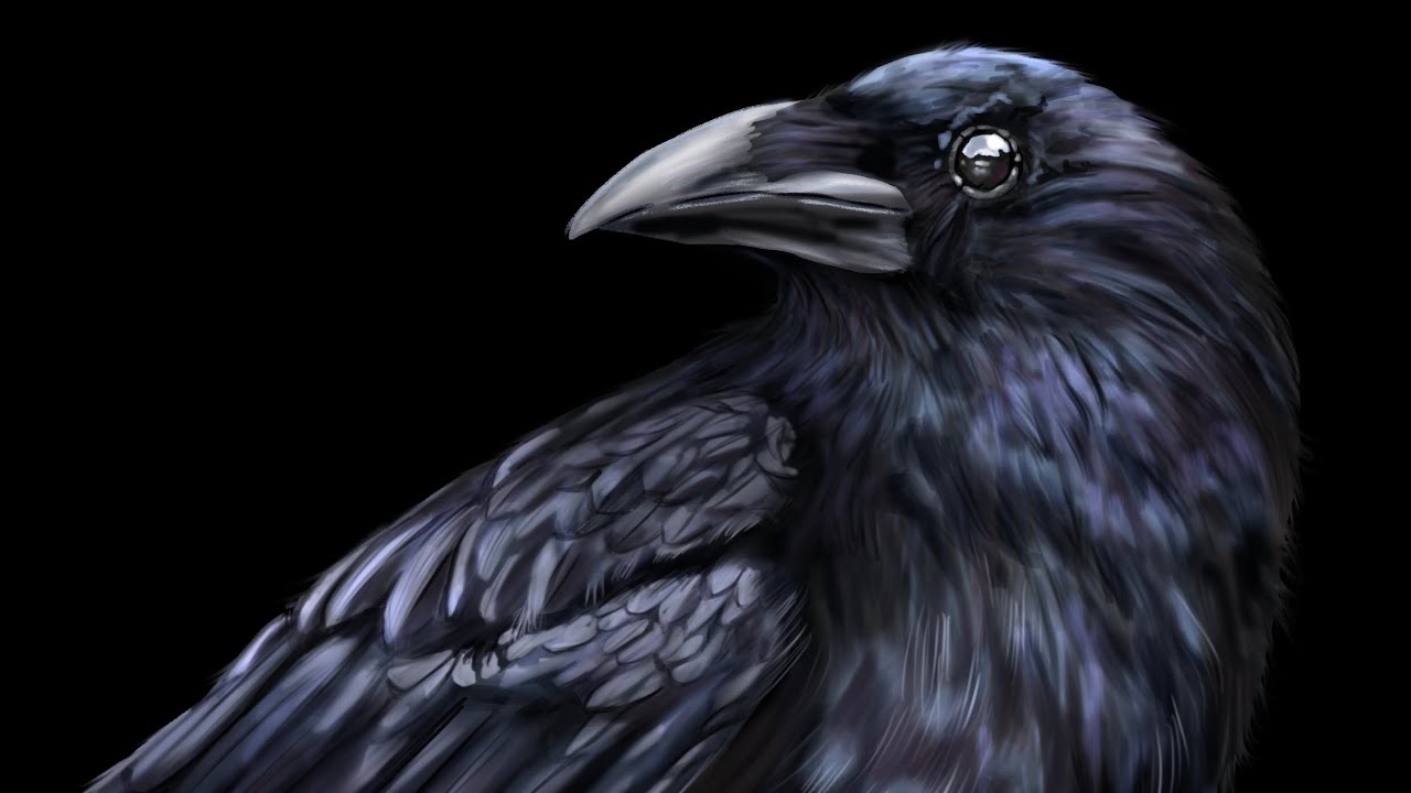 Digital Painting Timelapse Of A Crow Procreate Youtube
