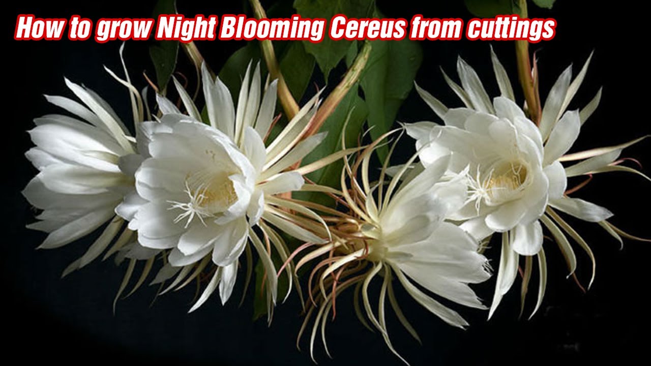 Night Blooming Cereus Propagation In Sand By Leaf Cuttings Youtube