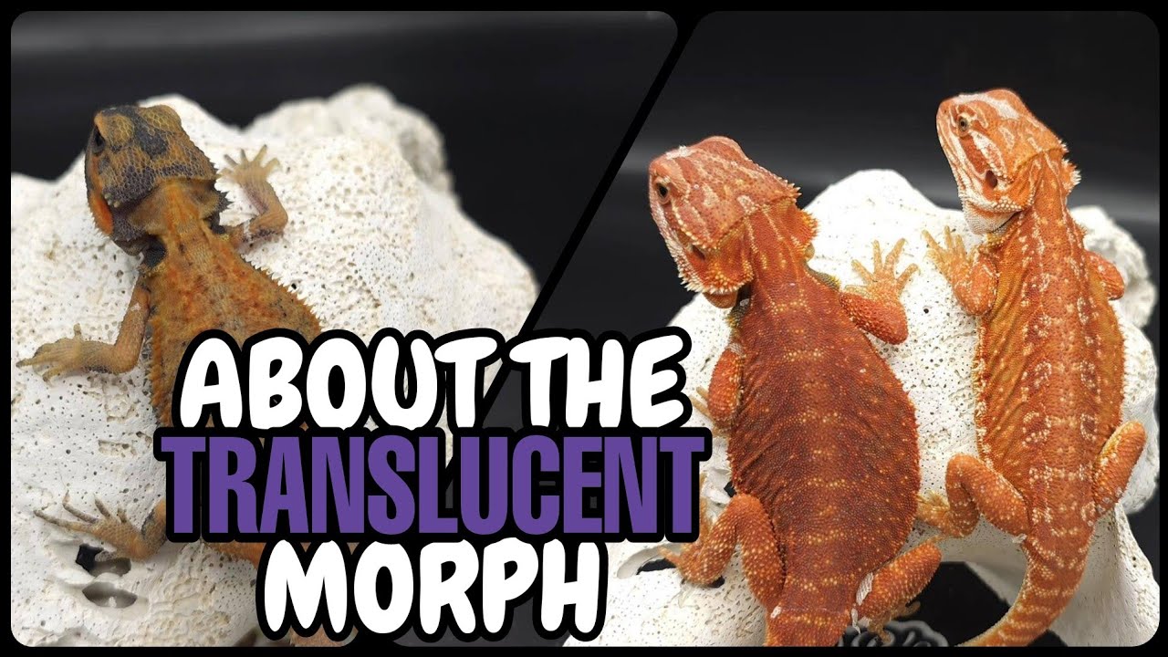 Bearded Dragon Genetics The Translucent Morph Youtube