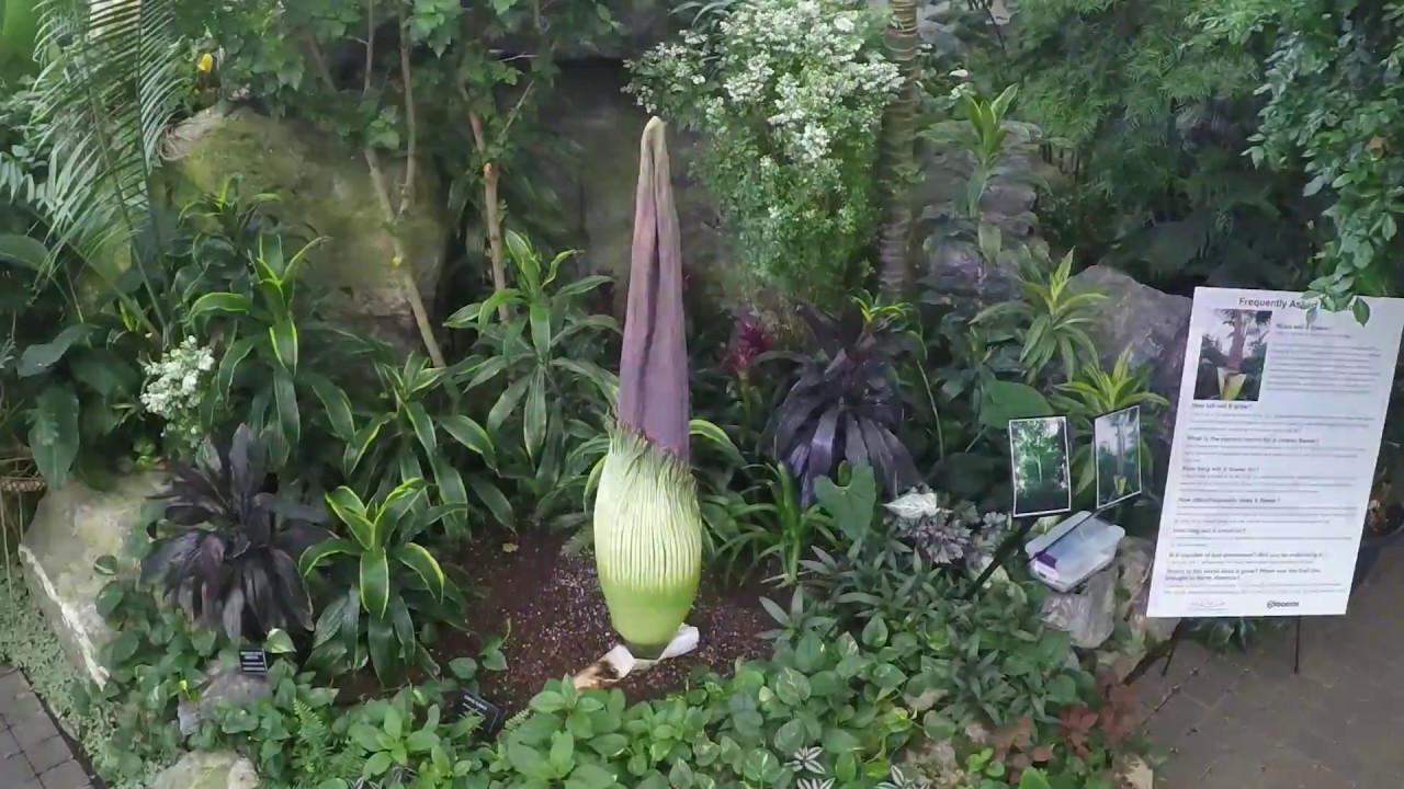 Corpse Flower Amorphophallus Titanum Time Lapse At Muttart