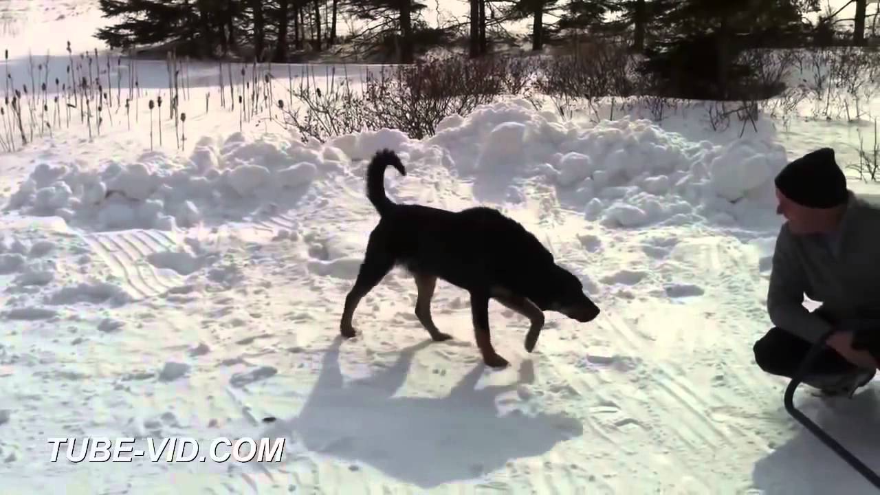 Funny Dogs Peeing Compilation All New Funny 2015 Youtube