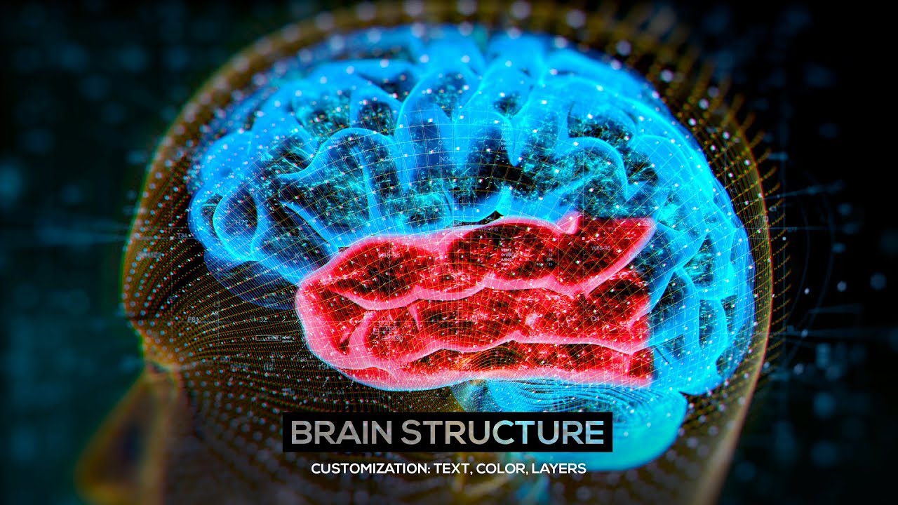 Brain Structure Youtube