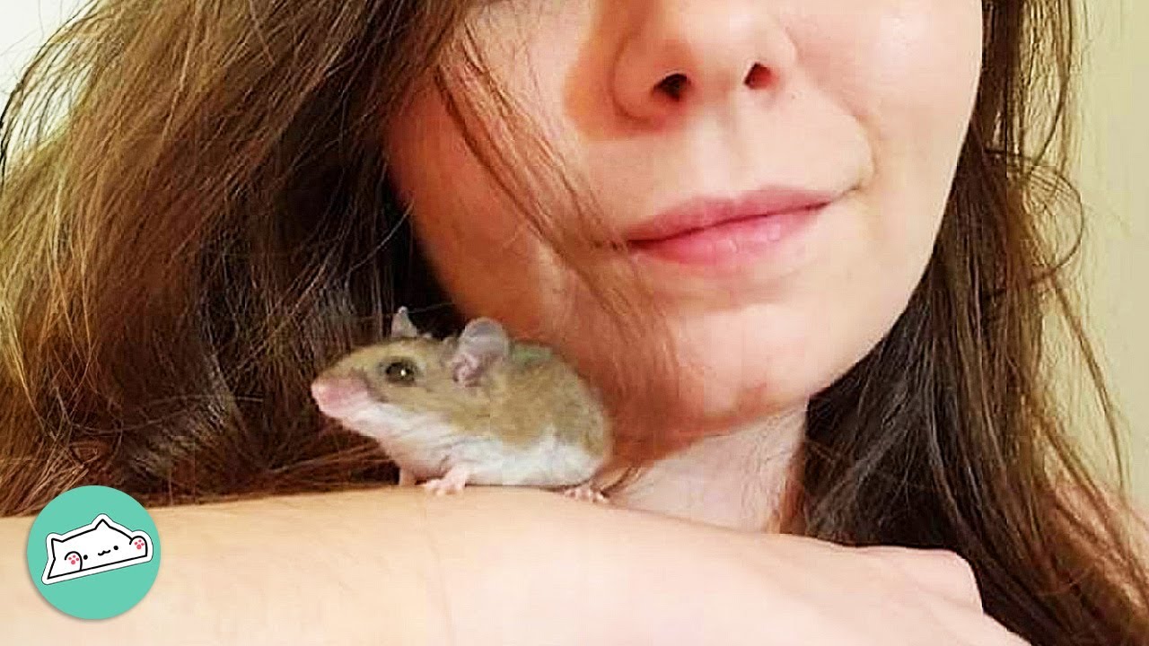 Our Rodent Breeding Setup Housepetscare