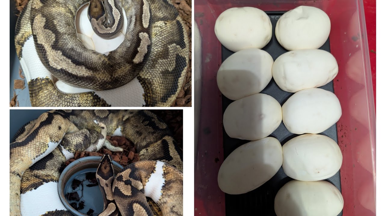 The Ball Python Of My Dreams Egg Cutting Ballpython Clutch