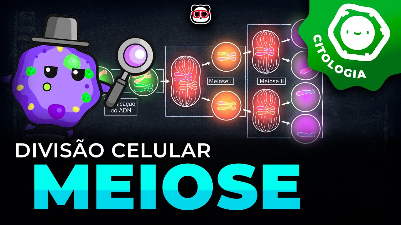Divisão Celular Meiose Youtube