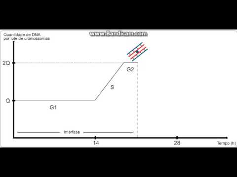Variação Da Quantidade Dna No Ciclo Celular Youtube