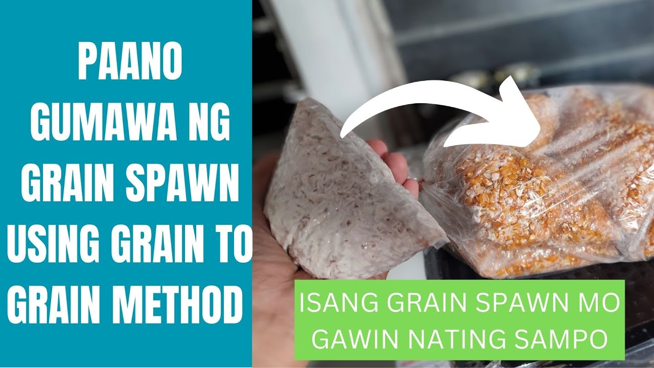 Paano Gumawa Ng Grain Spawn Using Grain To Grain Method Rapid
