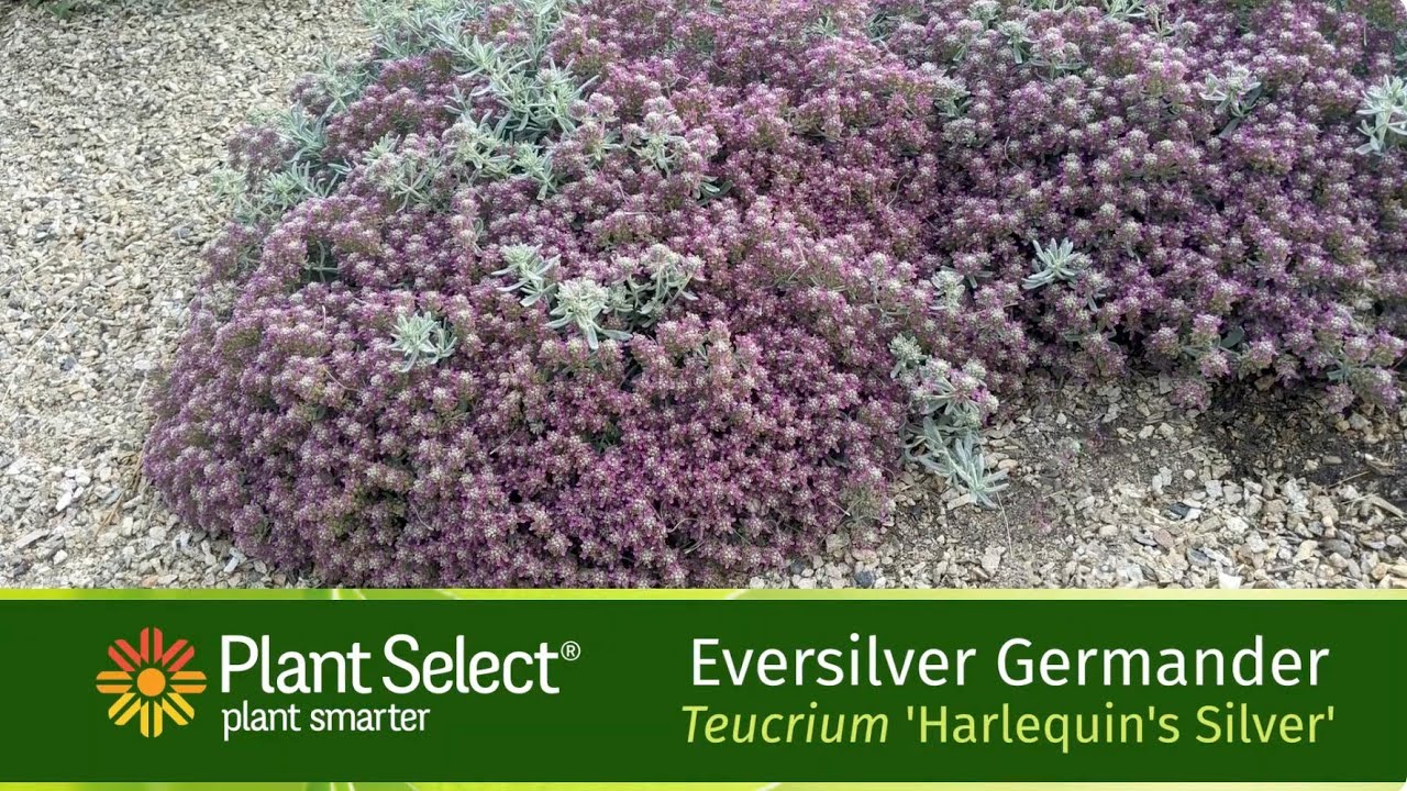 Eversilver Creeping Germander Year Round Beauty Youtube