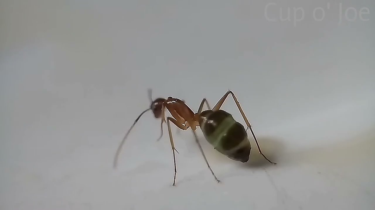 Ant Dance Anyone ёярьёяш Youtube