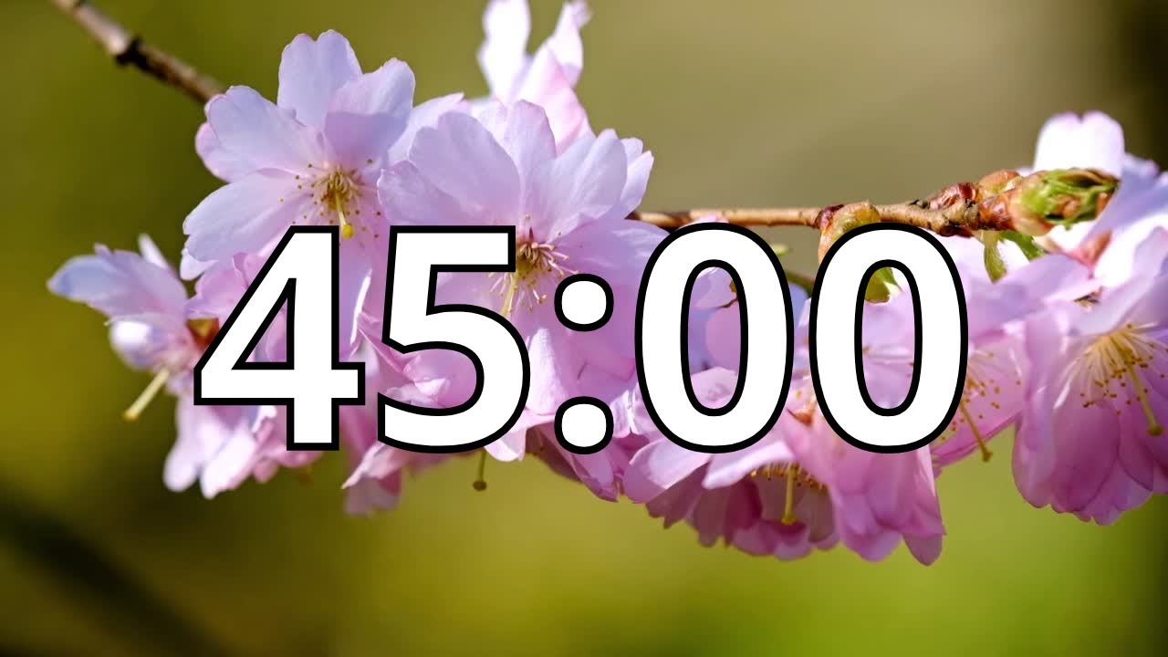 45 Minutes Timer With Music Cherry Blossom Timer Youtube