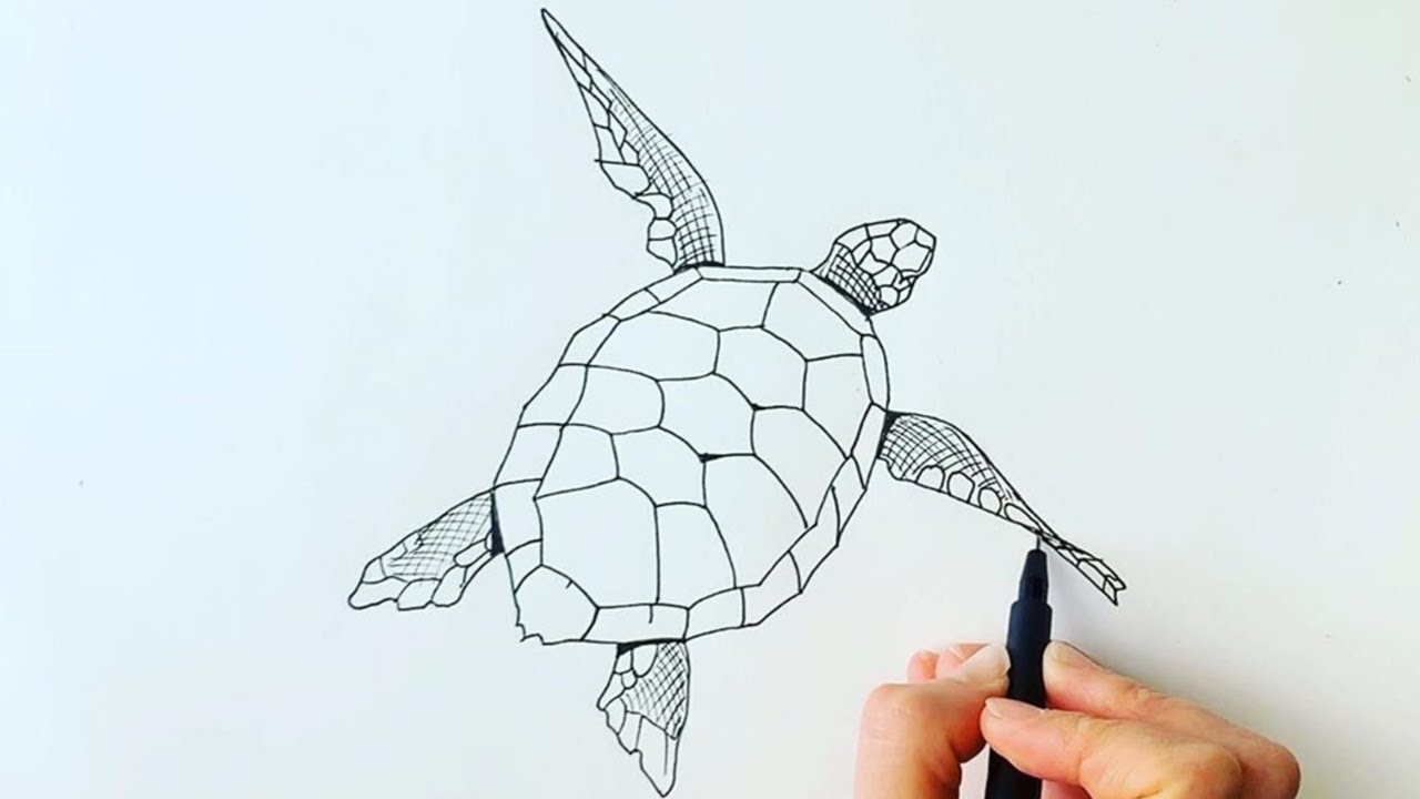 Simple Turtle Sketch